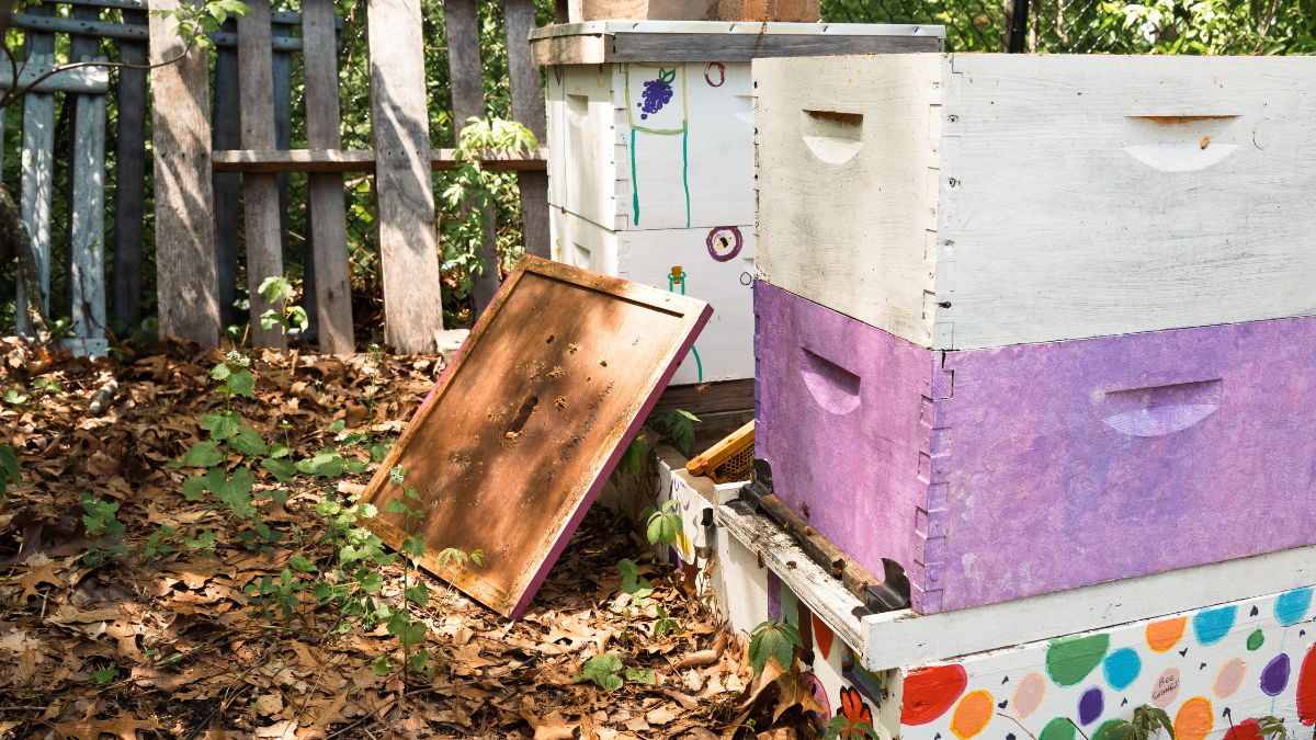 Hive Mind: The Surprising Mental Health Benefits of Beekeeping
